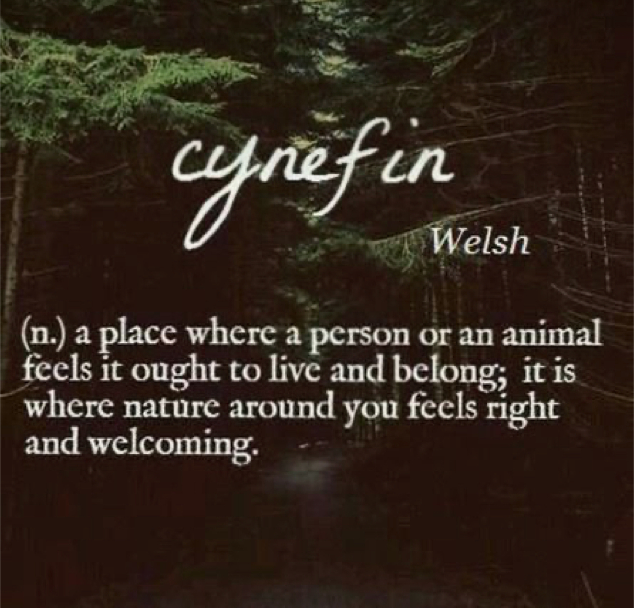 Cynefin – Jacquilyn Berry Paintings